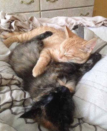 Keep Bonded Pairs Together - Compassionate Animal Communication